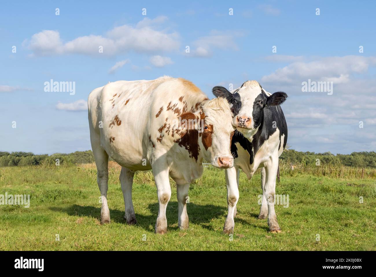 Cow love, friends playfully cuddling in a pasture under a blue sky, 2 calves rubbing heads ...