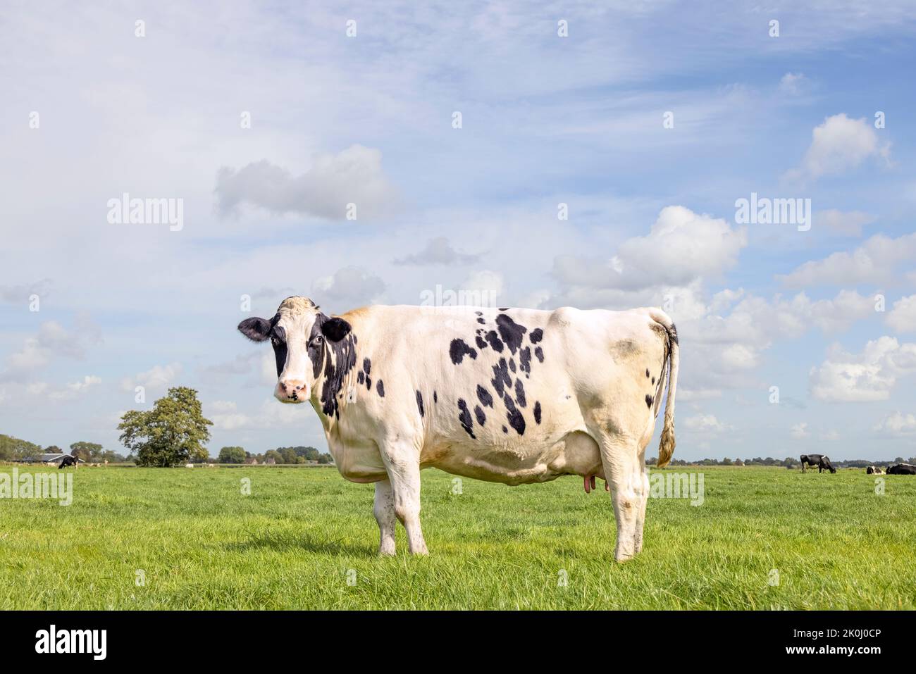 Dairy cow side view hi-res stock photography and images - Alamy