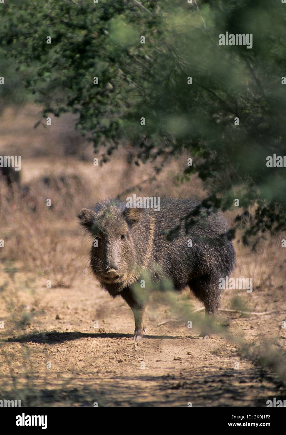 Gran chaco paraguay hi-res stock photography and images - Alamy