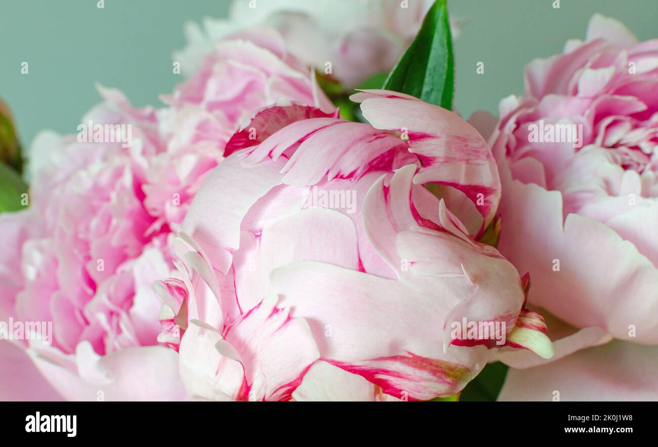 Wallpaper with Lovely flowers white and pink peonies. Floral ...