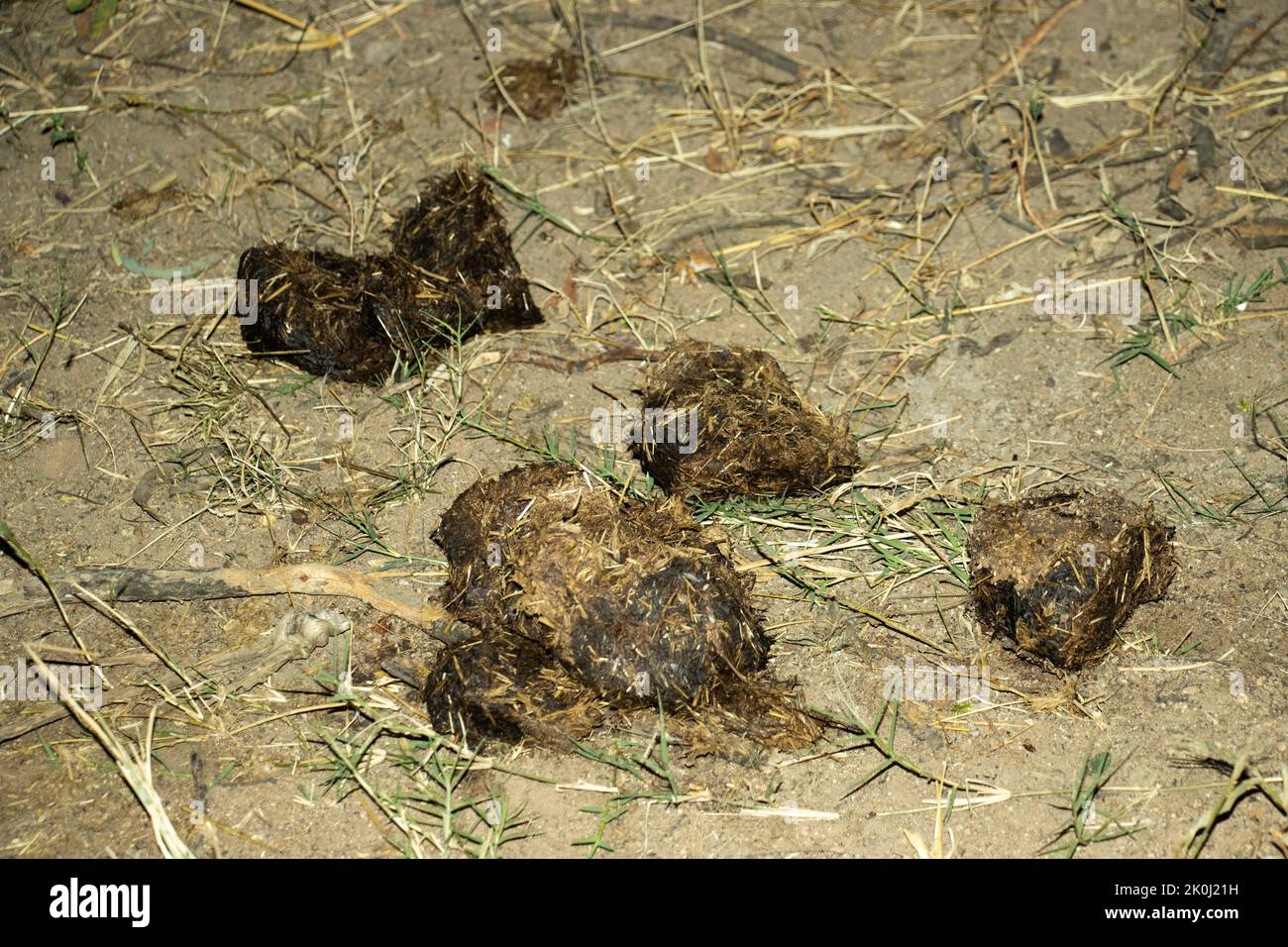 When female Hippo are out feeding at night-time, they do not scatter ...