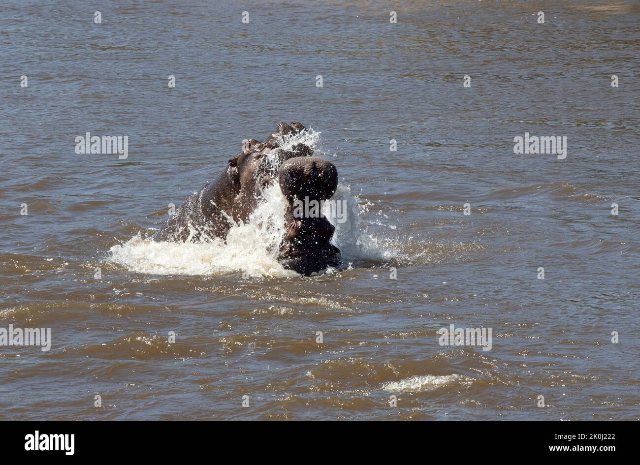 Hippo droppings dung hi-res stock photography and images - Alamy