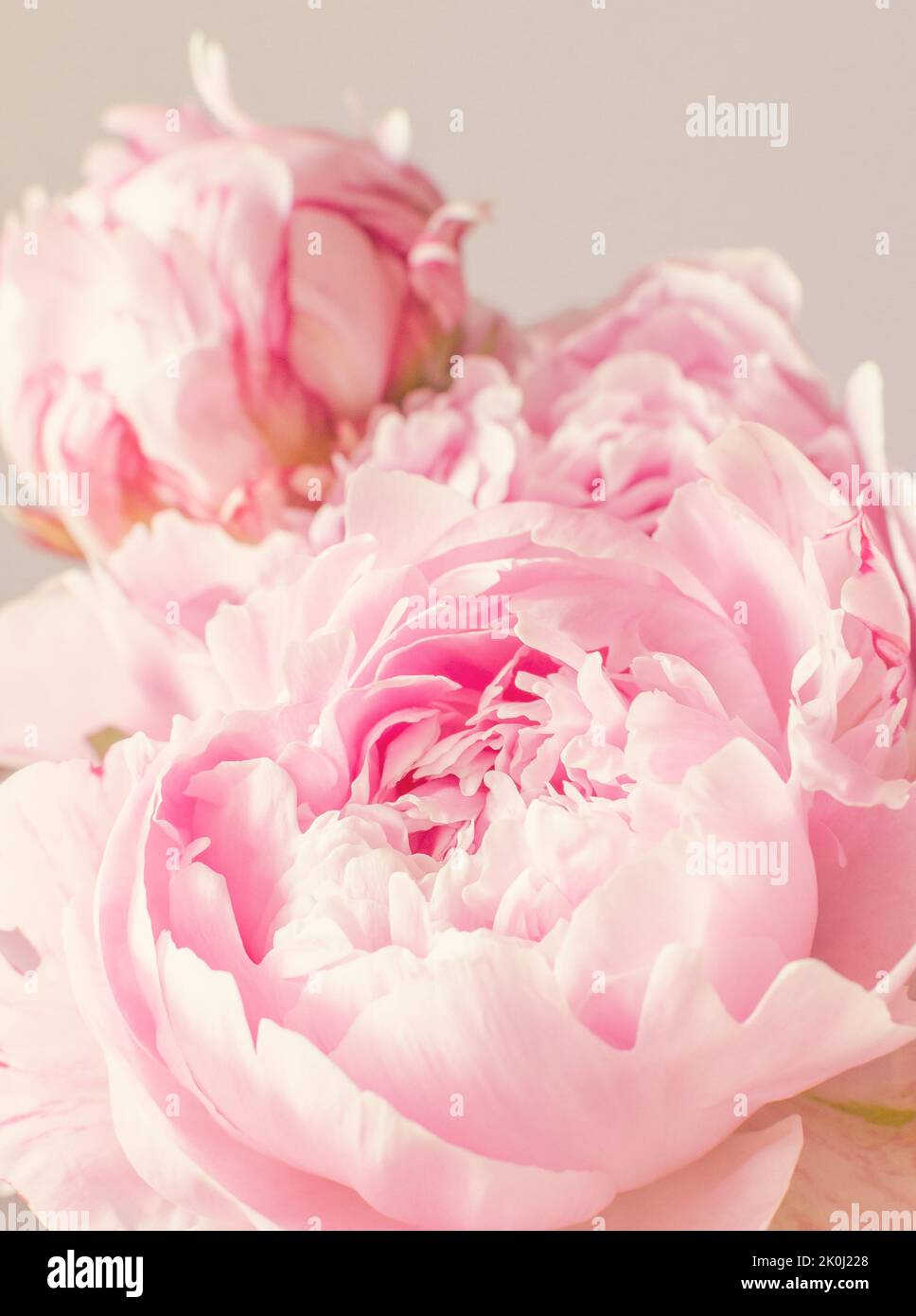 Wallpaper with Lovely flowers white and pink peonies. Floral ...