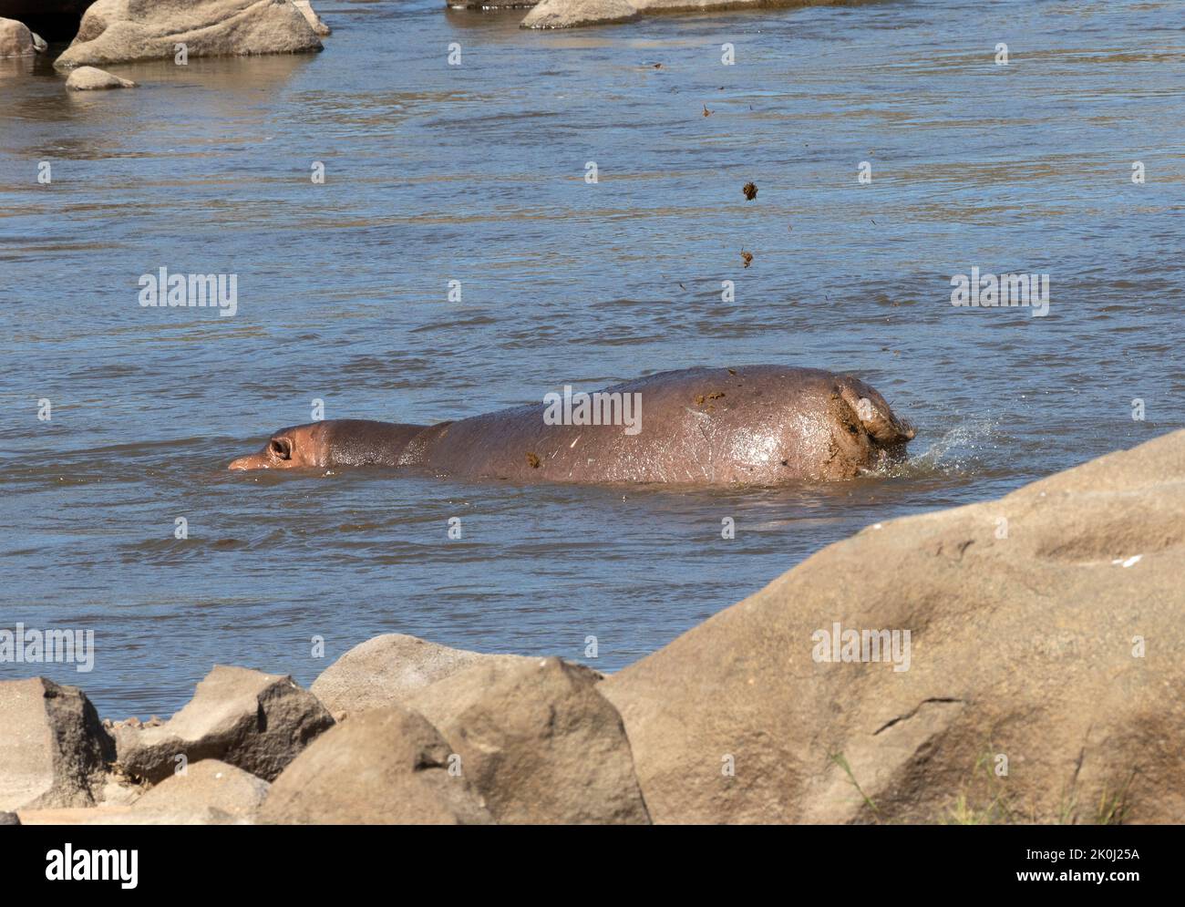 The pod of Hippo has a well-defined territory where they rest during ...