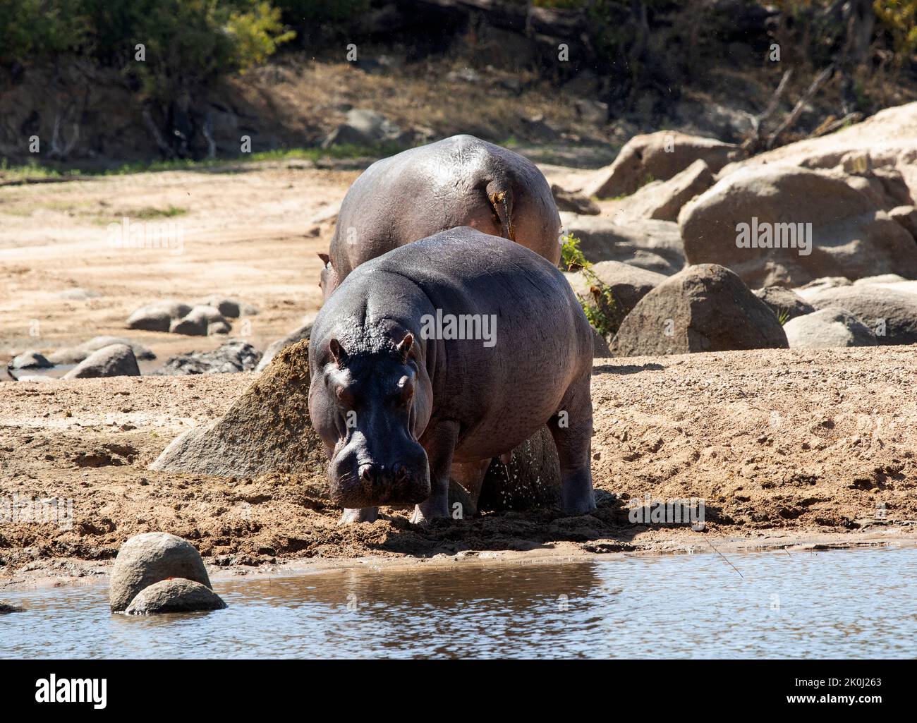 The pod of Hippo has a well-defined territory where they rest during ...