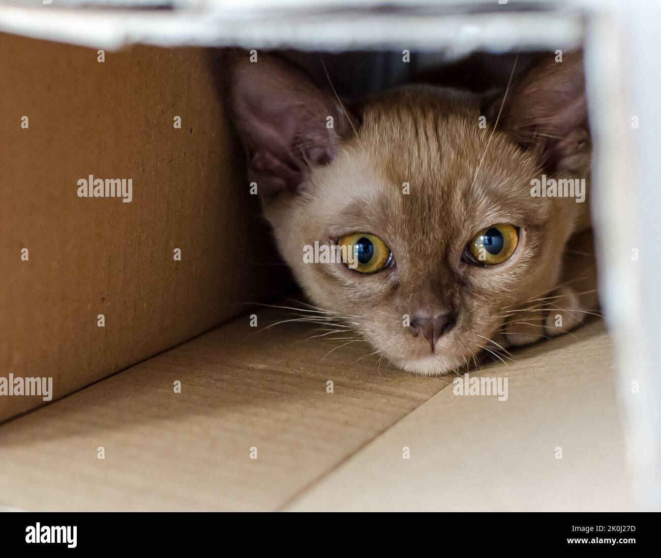 Adorable three months chocolate point Burmese cat female kitten ...