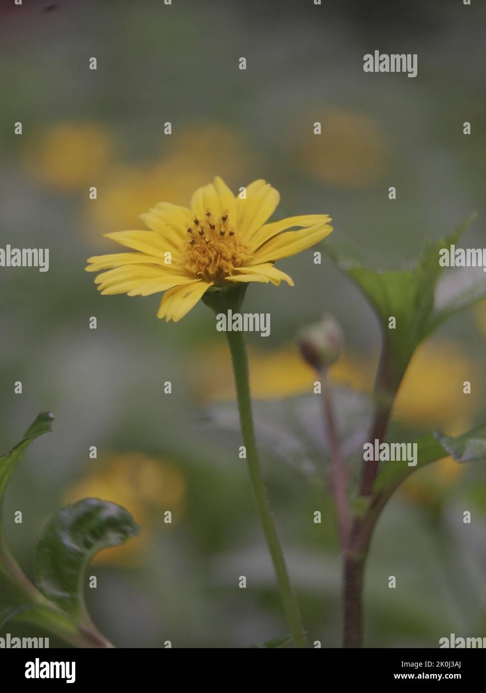 A vertical closeup of a little trailing daisy (Sphagneticola trilobata ...