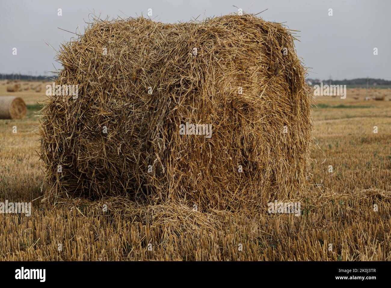 hay-roll on meadow. Round hay bale Stock Photo - Alamy
