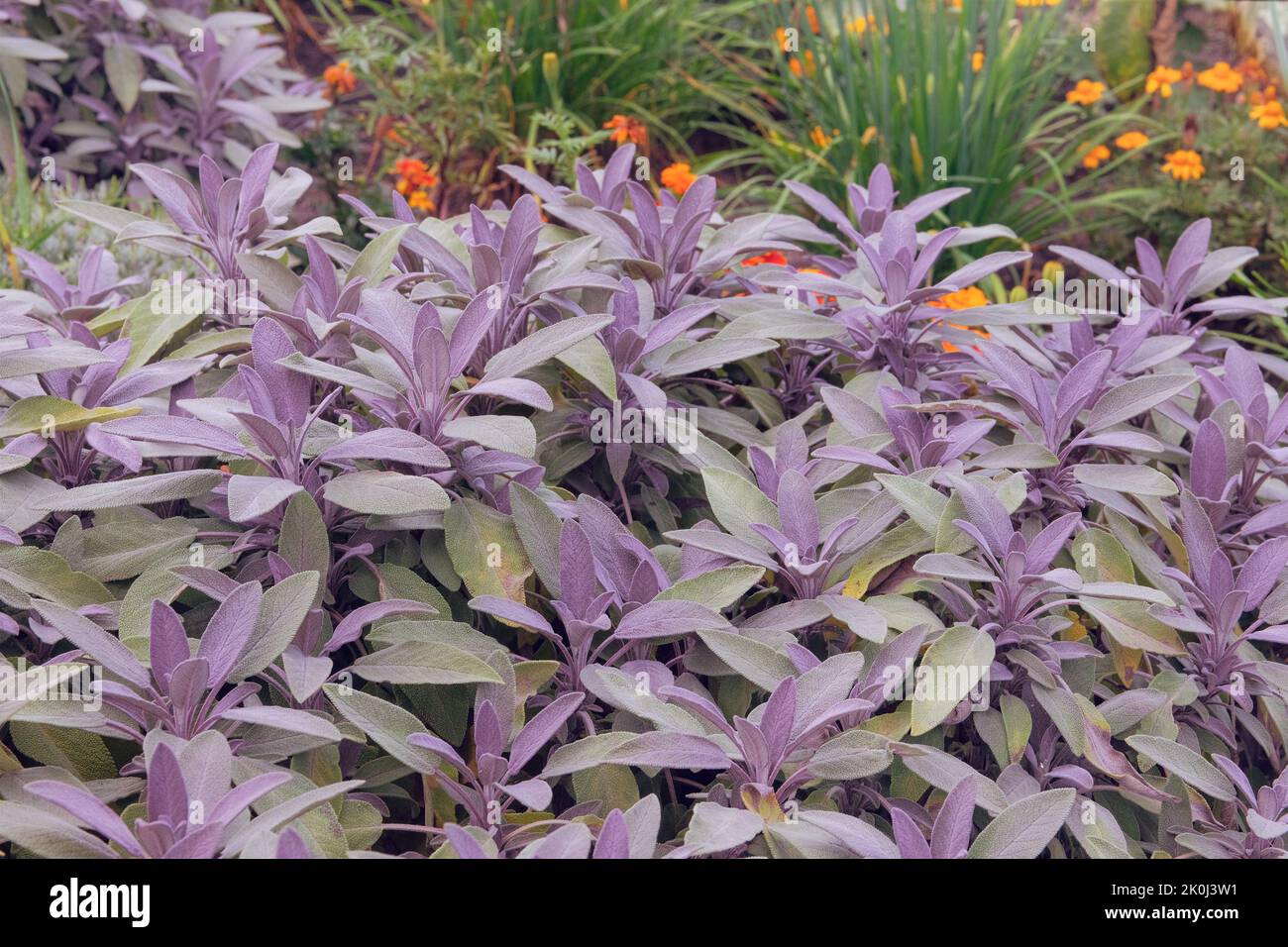 Monastery herb garden natural hi-res stock photography and images - Alamy