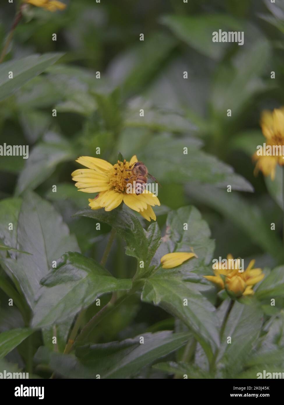 A vertical closeup of a little trailing daisy (Sphagneticola trilobata ...