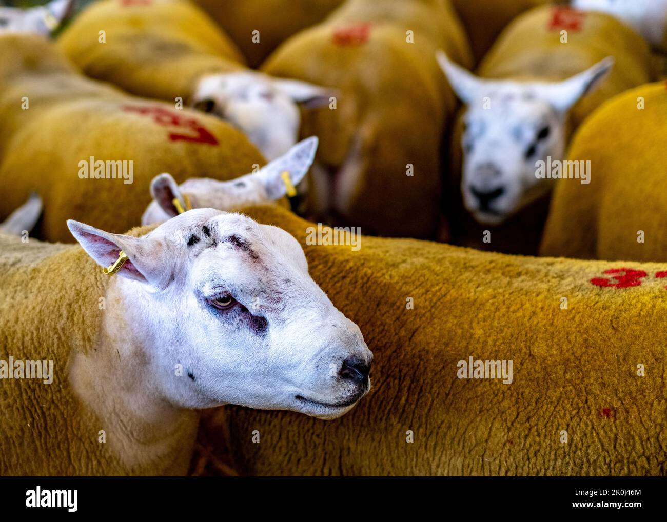 Texel shearling rams Stock Photo - Alamy