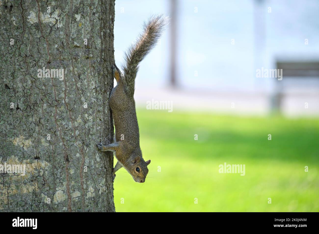 Beautiful wild gray squirrel climbing tree trunk in summer town park ...