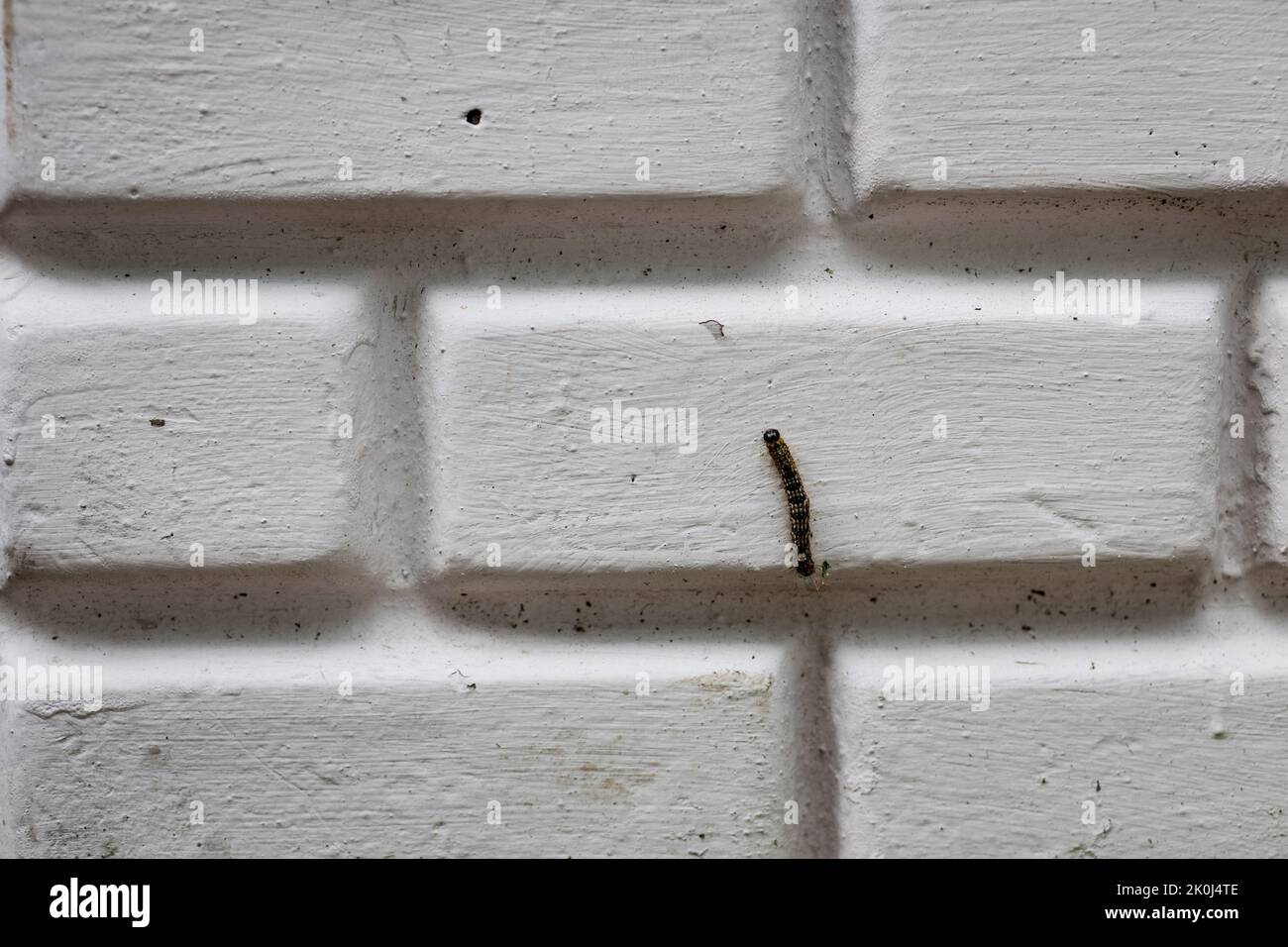 furry caterpillar crawls along a white brick wall Stock Photo - Alamy