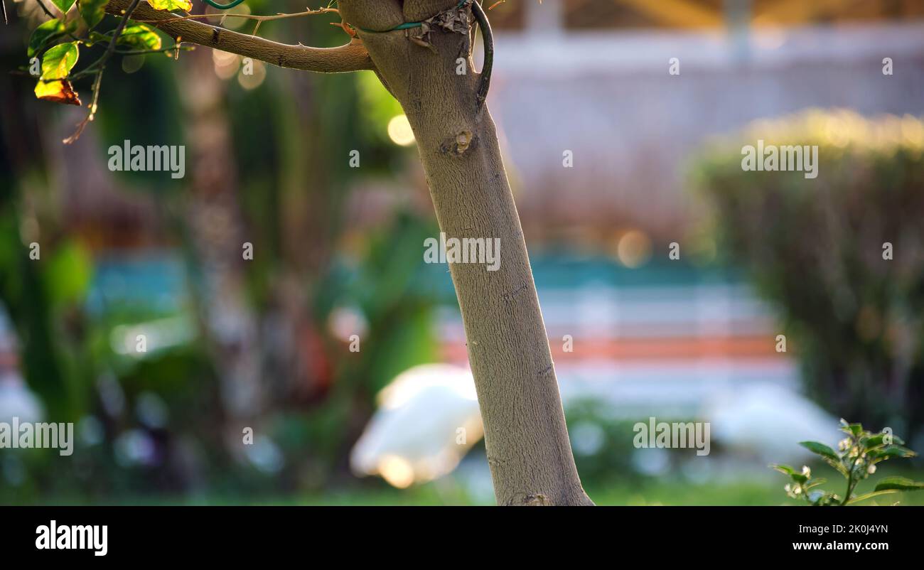 Big tree growing in green lash grass. Agriculture and gardening Stock ...