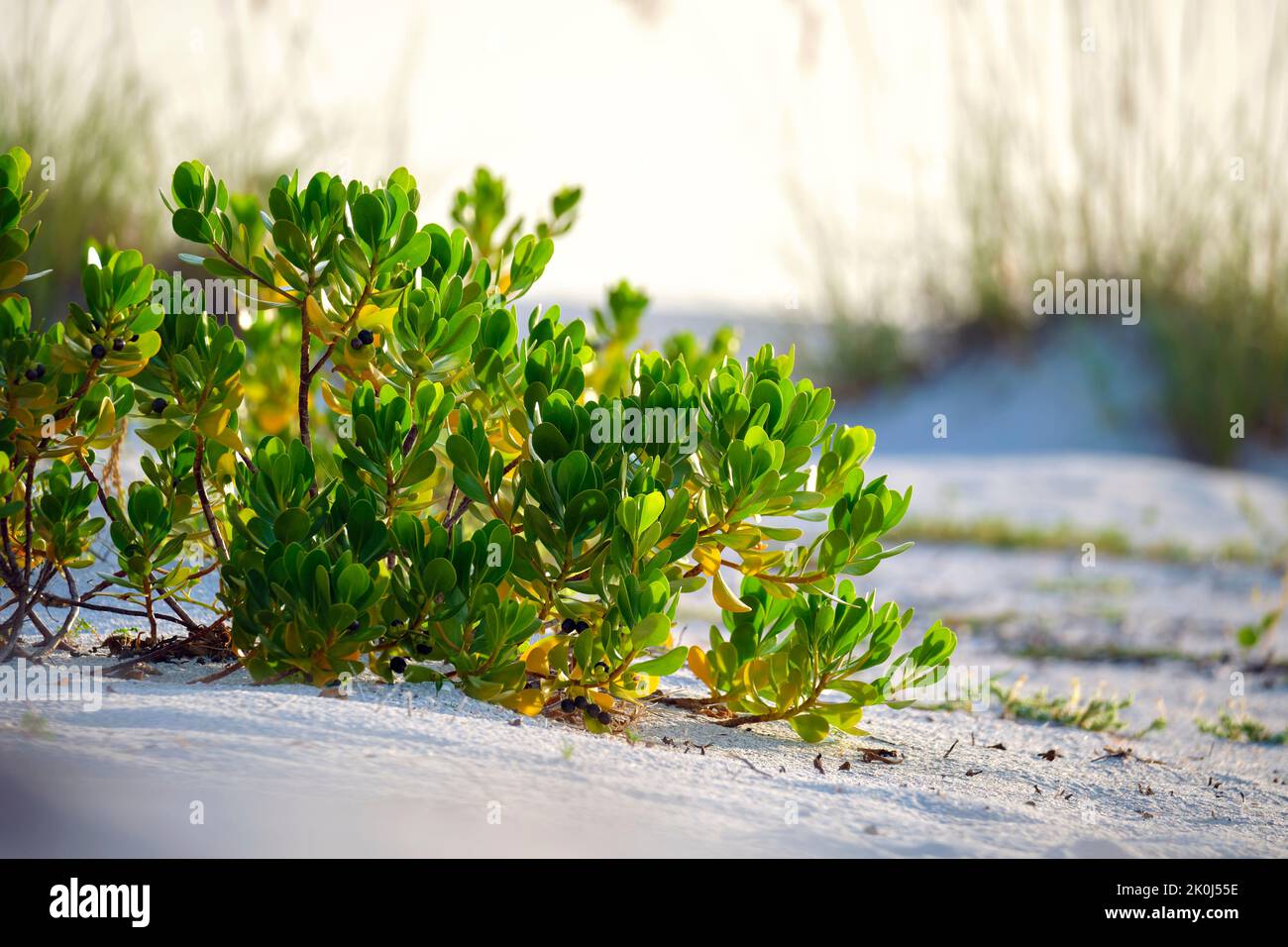 Seaside beach with small sand dunes and low shrub vegetation on warm ...
