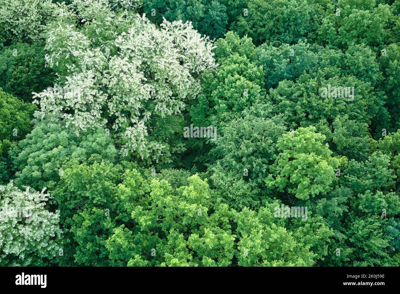 Top down flat aerial view of dark lush forest with blooming green trees ...