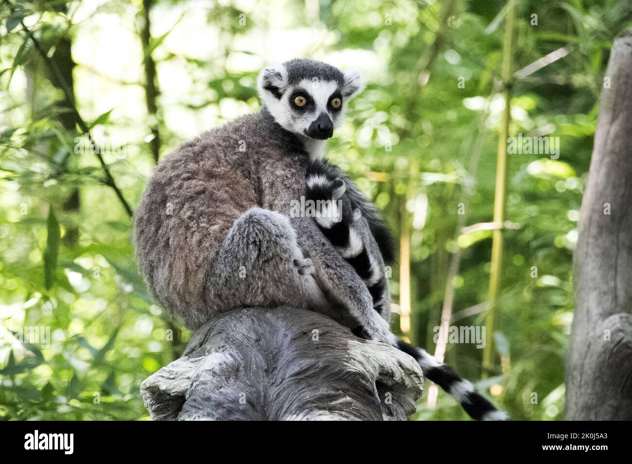 Ring-tailed lemur sitting on a tree Stock Photo - Alamy
