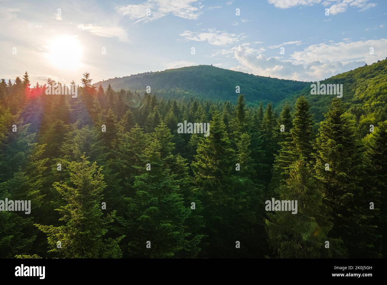 Aerial view of green pine forest with dark spruce trees. Nothern ...