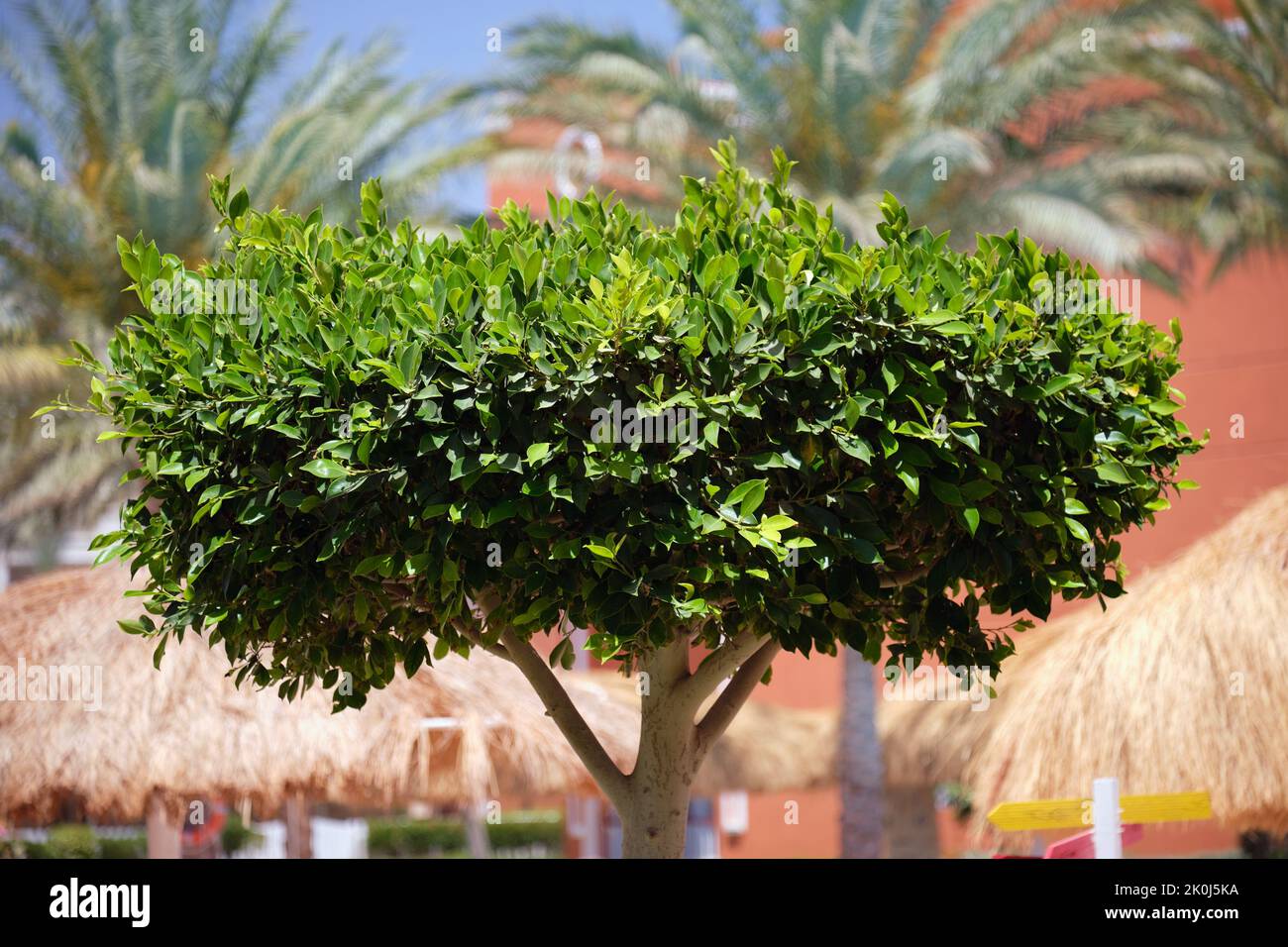 Closeup of fresh green tree with wooden trunk and vibrant green leaves ...
