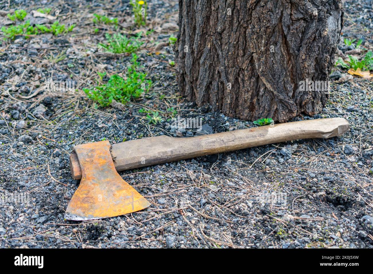An old and rusty thrown ax is lying on the ground next to a tree Stock ...