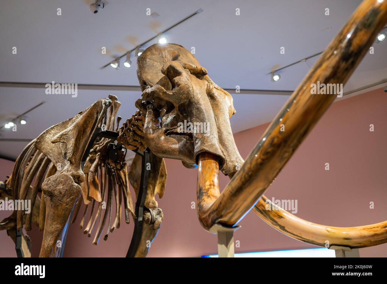 Woolly Mammoth (Mammuthus primigenius). River Irtysh, Tyumen Region ...