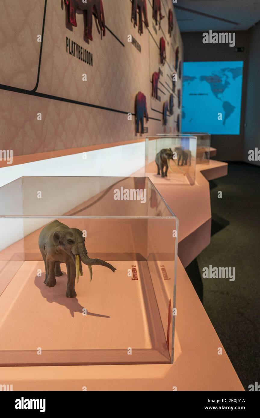 Extinct elephantid genus hi-res stock photography and images - Alamy