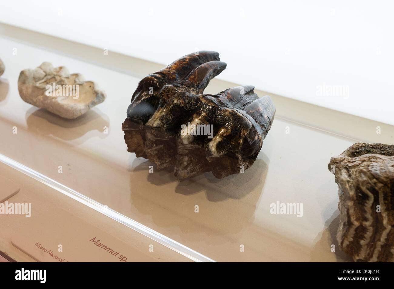 Mammoth mammuthus sp hi-res stock photography and images - Alamy