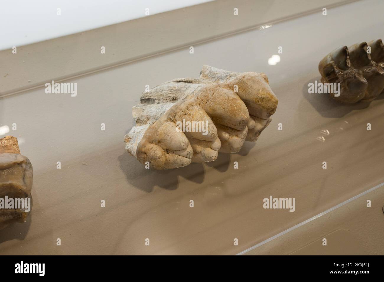 Gomphotherium sp. Mammoth teeth. "Mamut" exhibition at CaixaForum on ...