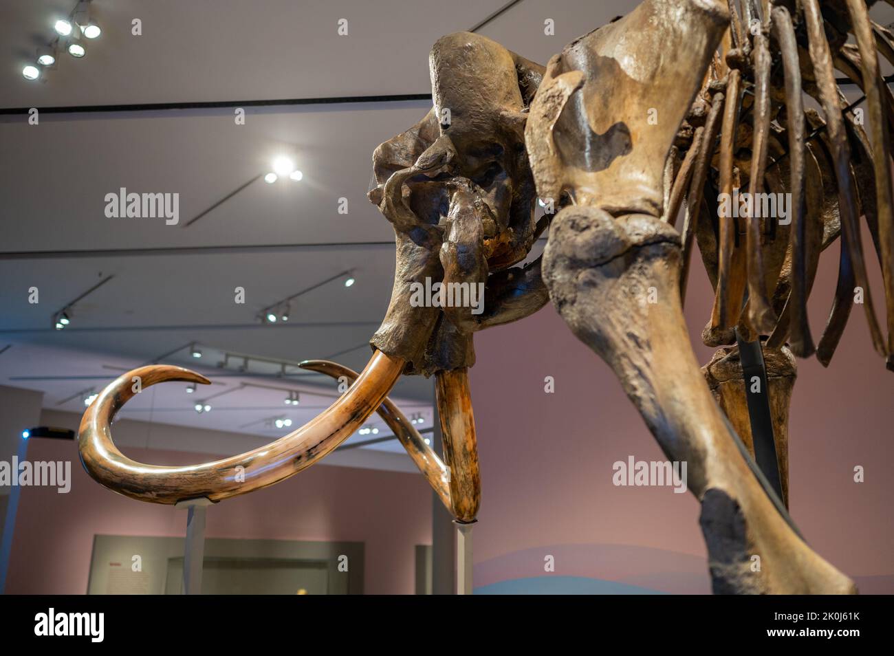 Woolly Mammoth (Mammuthus primigenius). River Irtysh, Tyumen Region ...