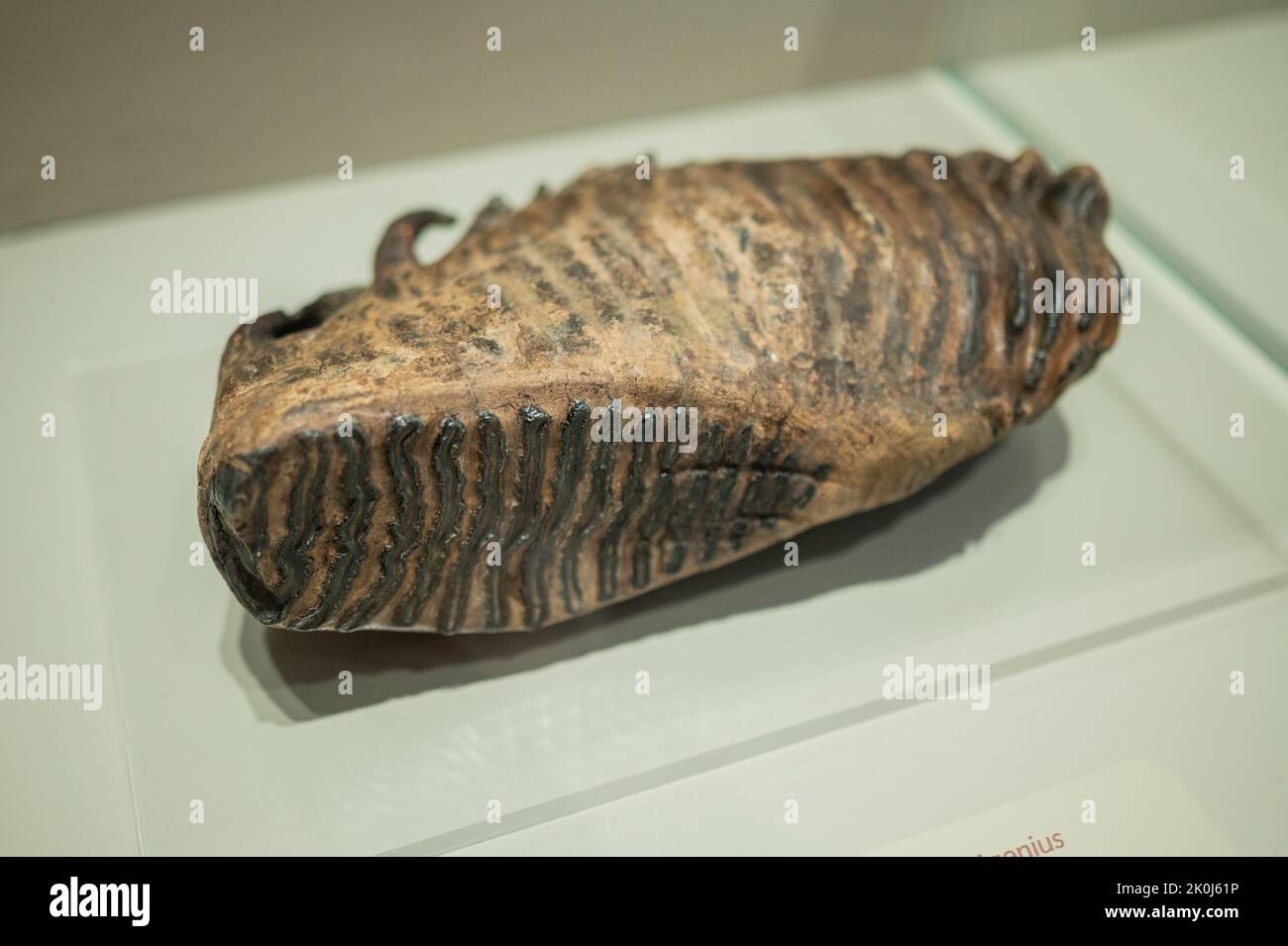 Mamut molar hi-res stock photography and images - Alamy