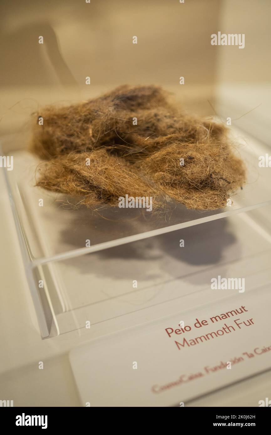 "Mamut" exhibition at CaixaForum on Mammoths, the Giants of Ice Age ...