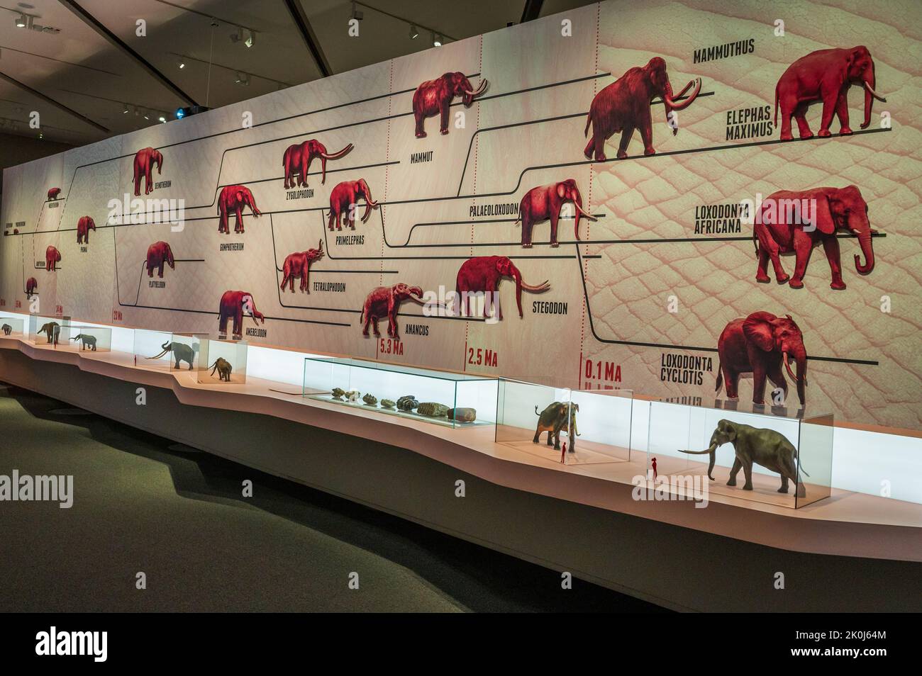 Elephant family graphic representation. "Mamut" exhibition at ...
