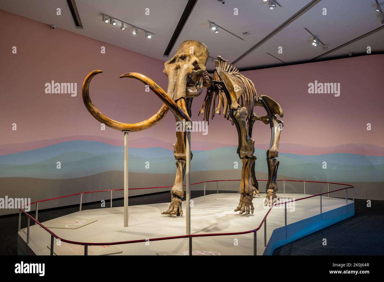 Woolly Mammoth (Mammuthus primigenius). River Irtysh, Tyumen Region ...