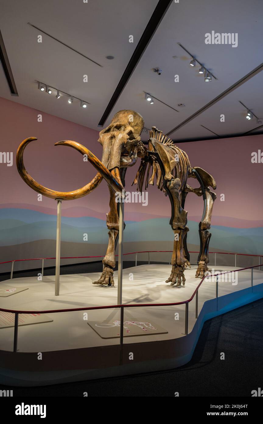 Woolly Mammoth (Mammuthus primigenius). River Irtysh, Tyumen Region ...