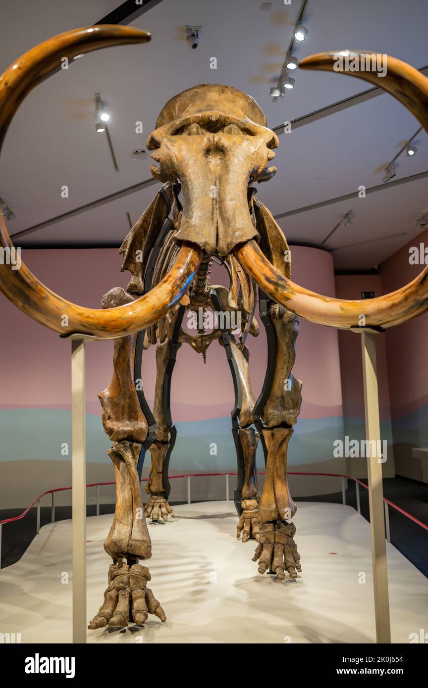 Woolly Mammoth (Mammuthus primigenius). River Irtysh, Tyumen Region ...