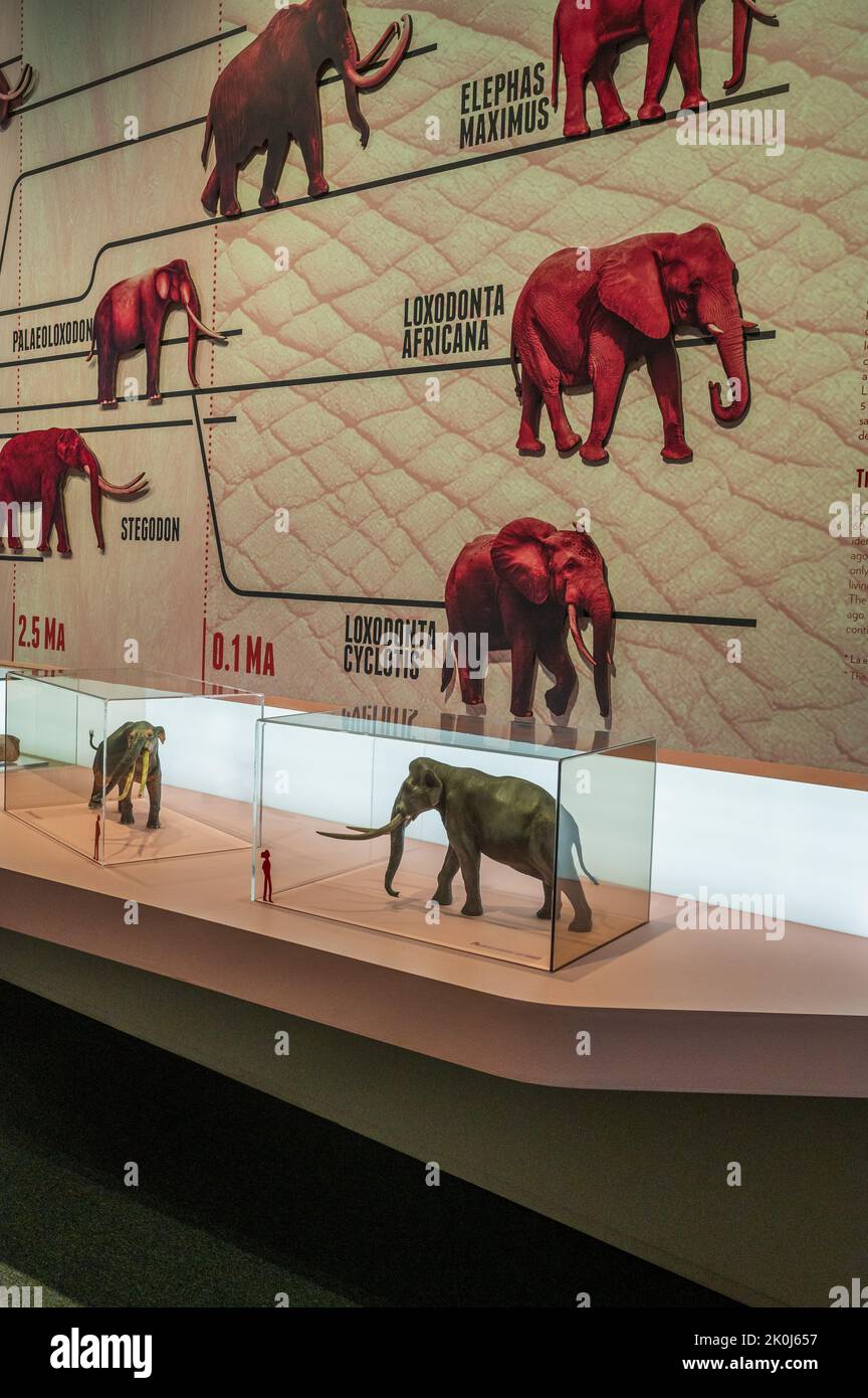 Ice age elephant hi-res stock photography and images - Alamy