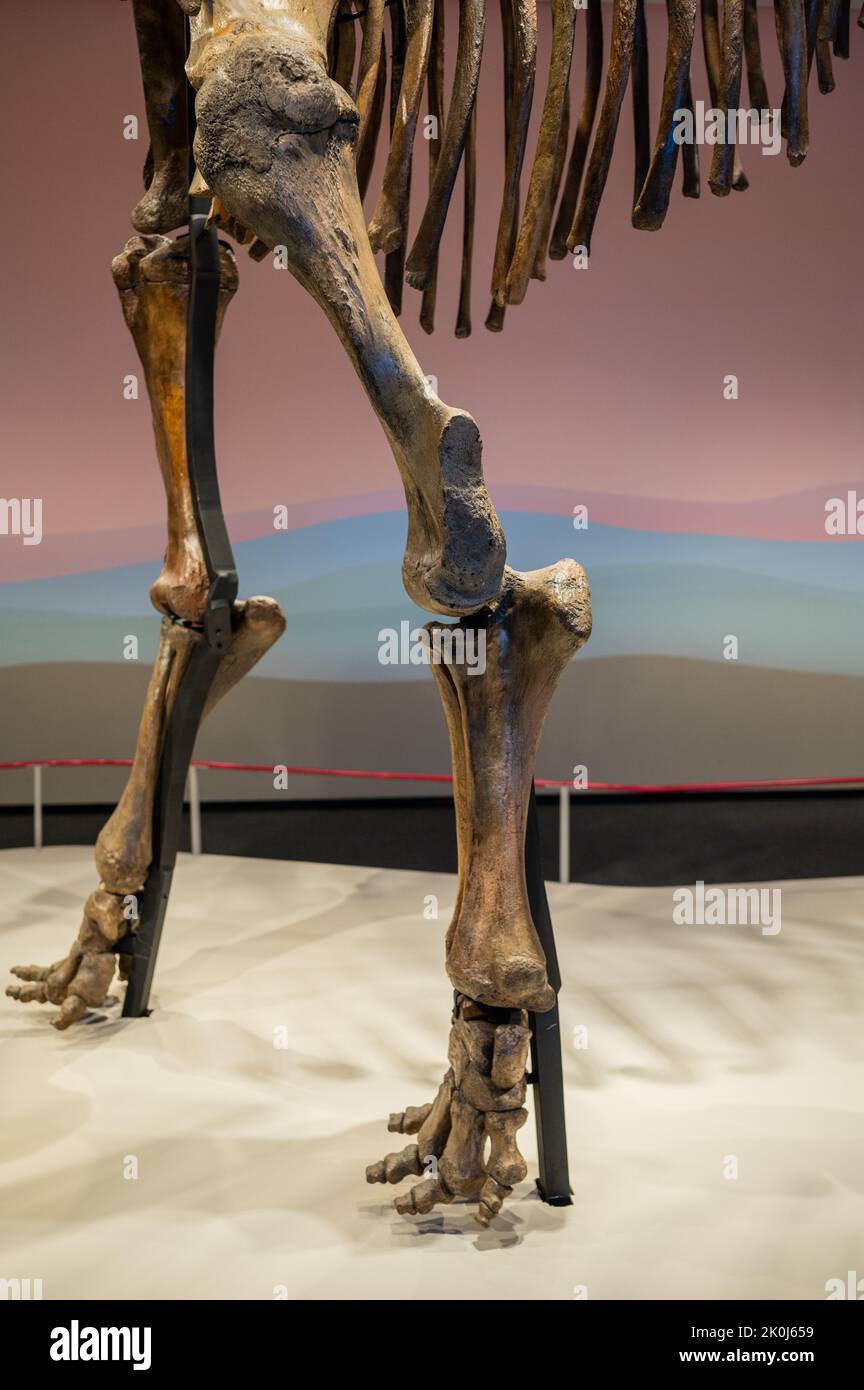 Woolly Mammoth (Mammuthus primigenius). River Irtysh, Tyumen Region ...