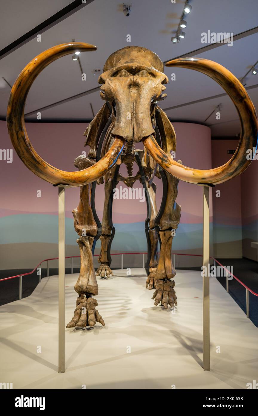Woolly Mammoth (Mammuthus primigenius). River Irtysh, Tyumen Region ...