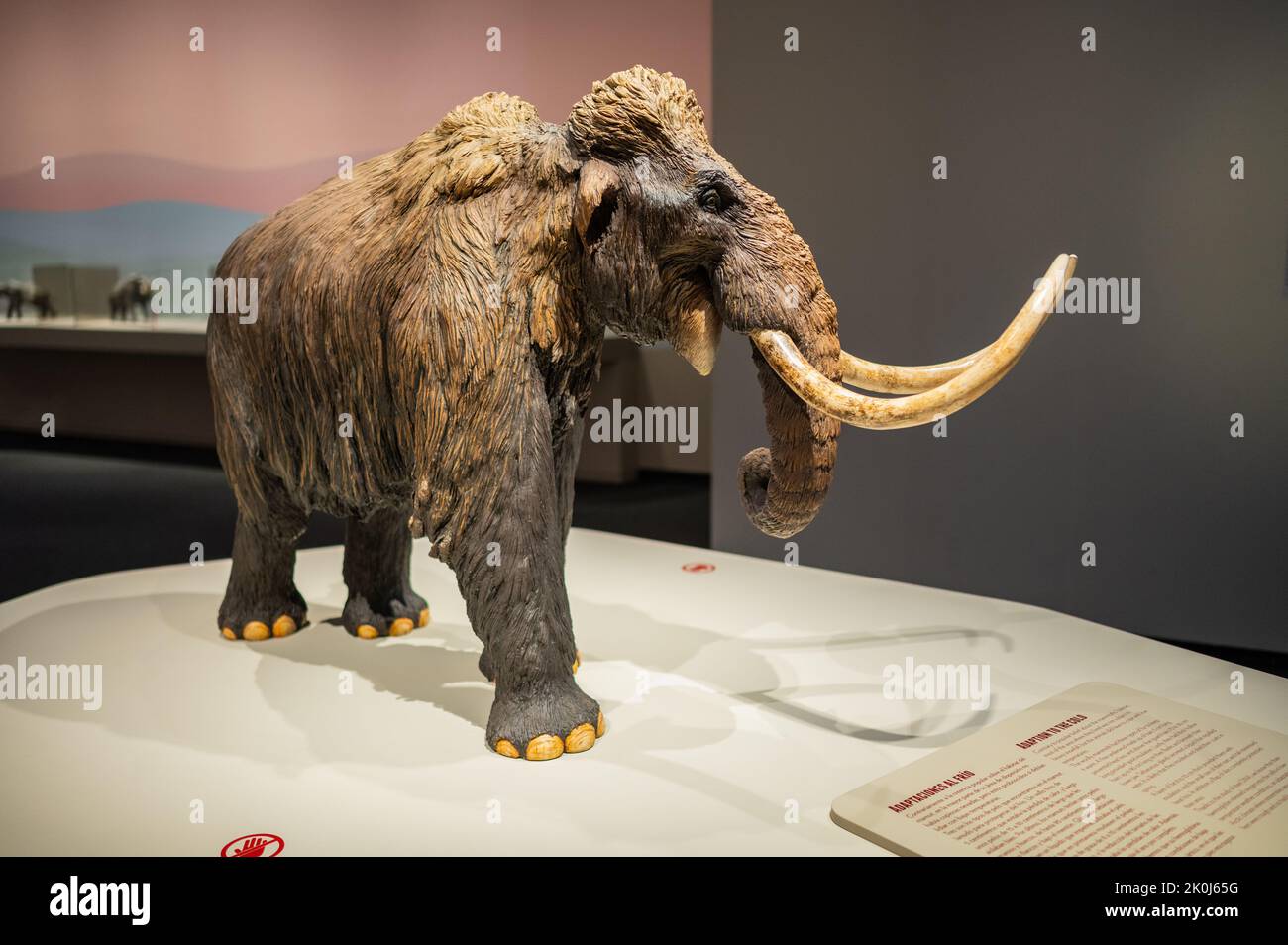 "Mamut" exhibition at CaixaForum on Mammoths, the Giants of Ice Age ...