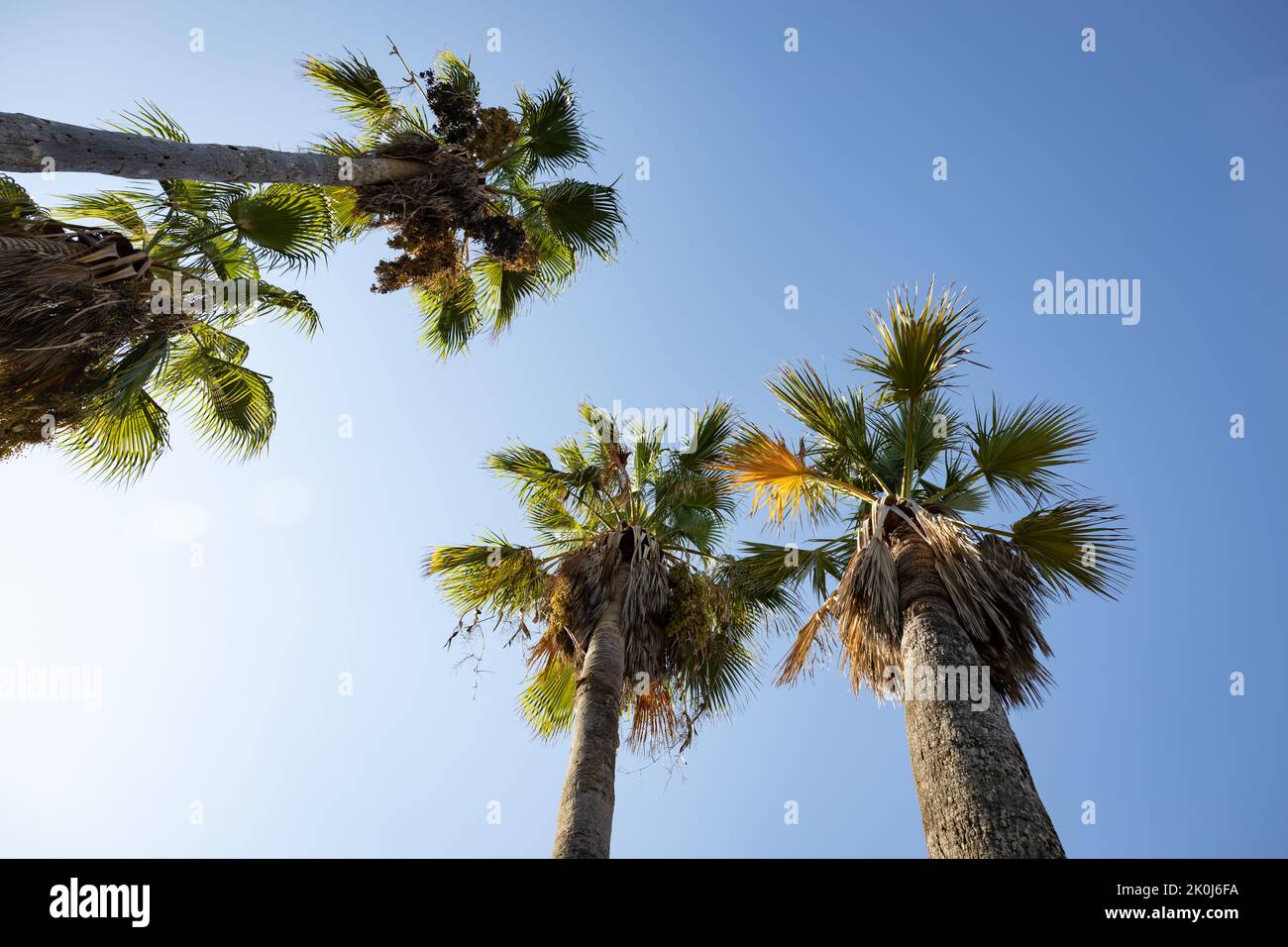 Tall mexican fan palm hi-res stock photography and images - Alamy