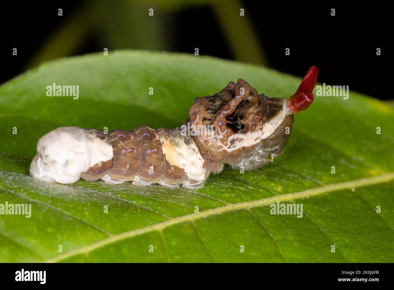 Orange Dog Butterfly Life Cycle