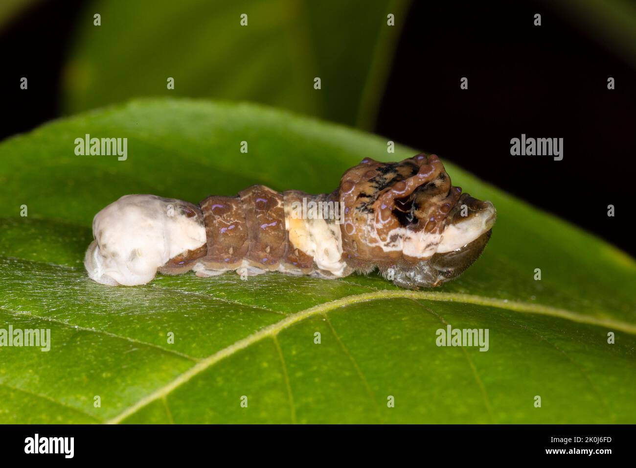A Giant Swallowtail butterfly larva (also known as an Orange Dog) is a ...