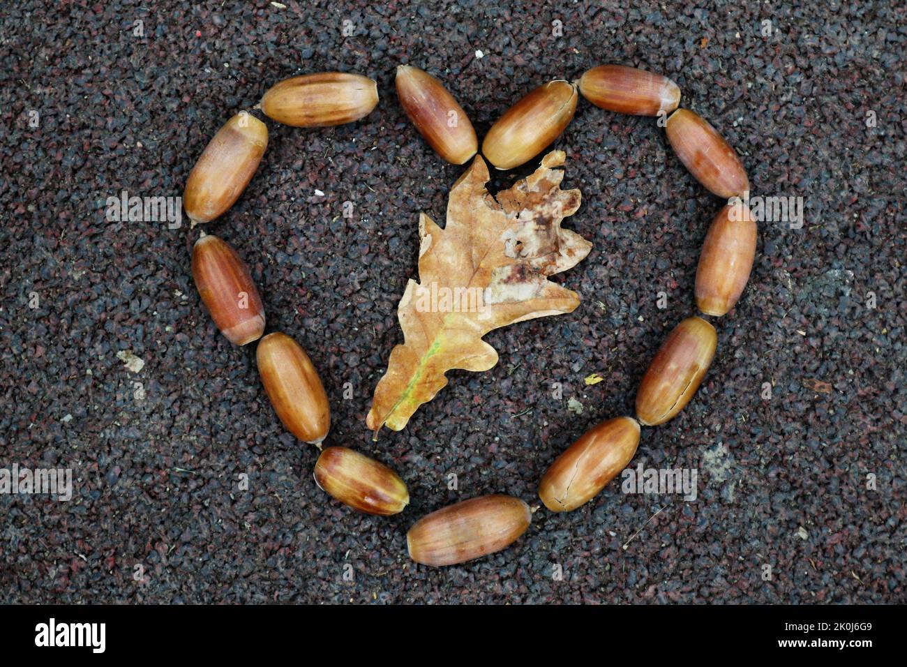autumn composition heart of acorns. fallen oak leaf Stock Photo - Alamy