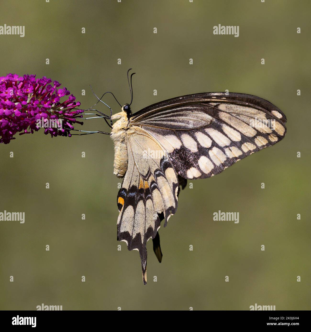Largest butterfly hi-res stock photography and images - Alamy