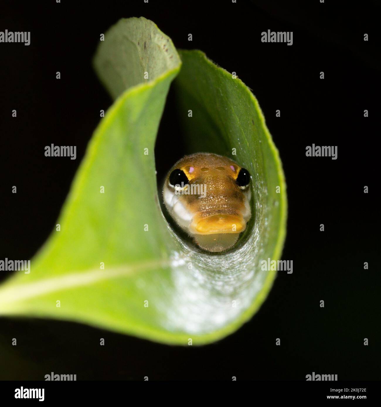 A Spicebush Butterfly larva (Papilio troilus) avoids predation by ...