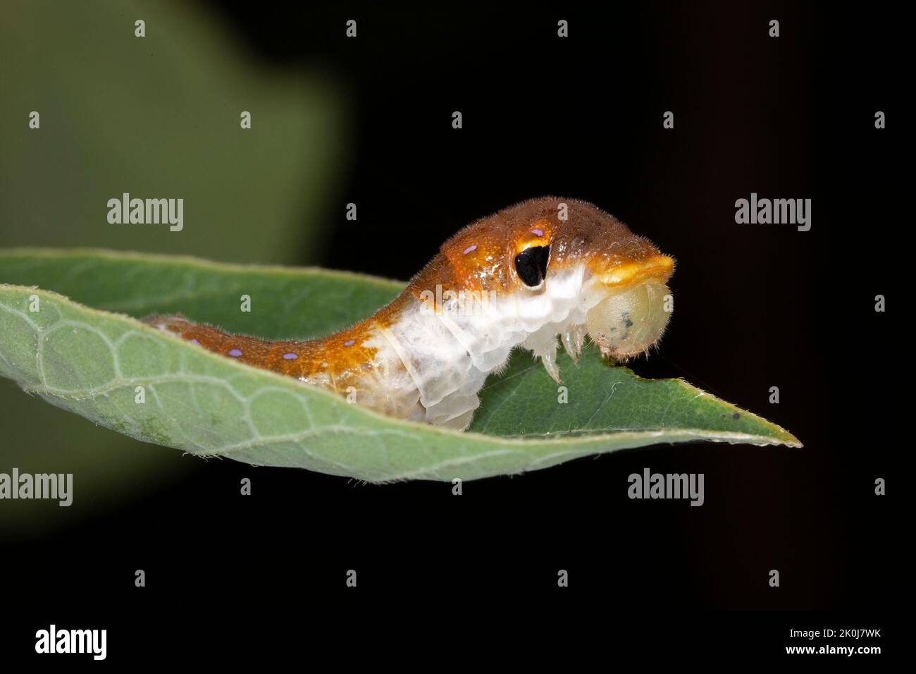 Spicebush Butterfly larva (Papilio troilus) feeding on a spicebush leaf ...