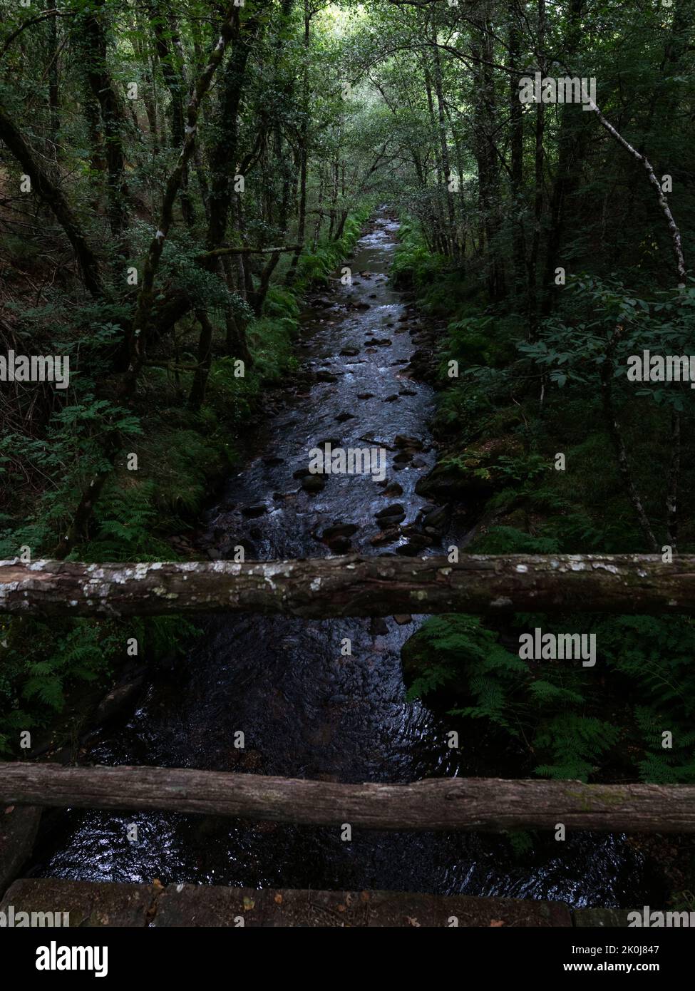 Wood bridge over dense forest river Stock Photo - Alamy