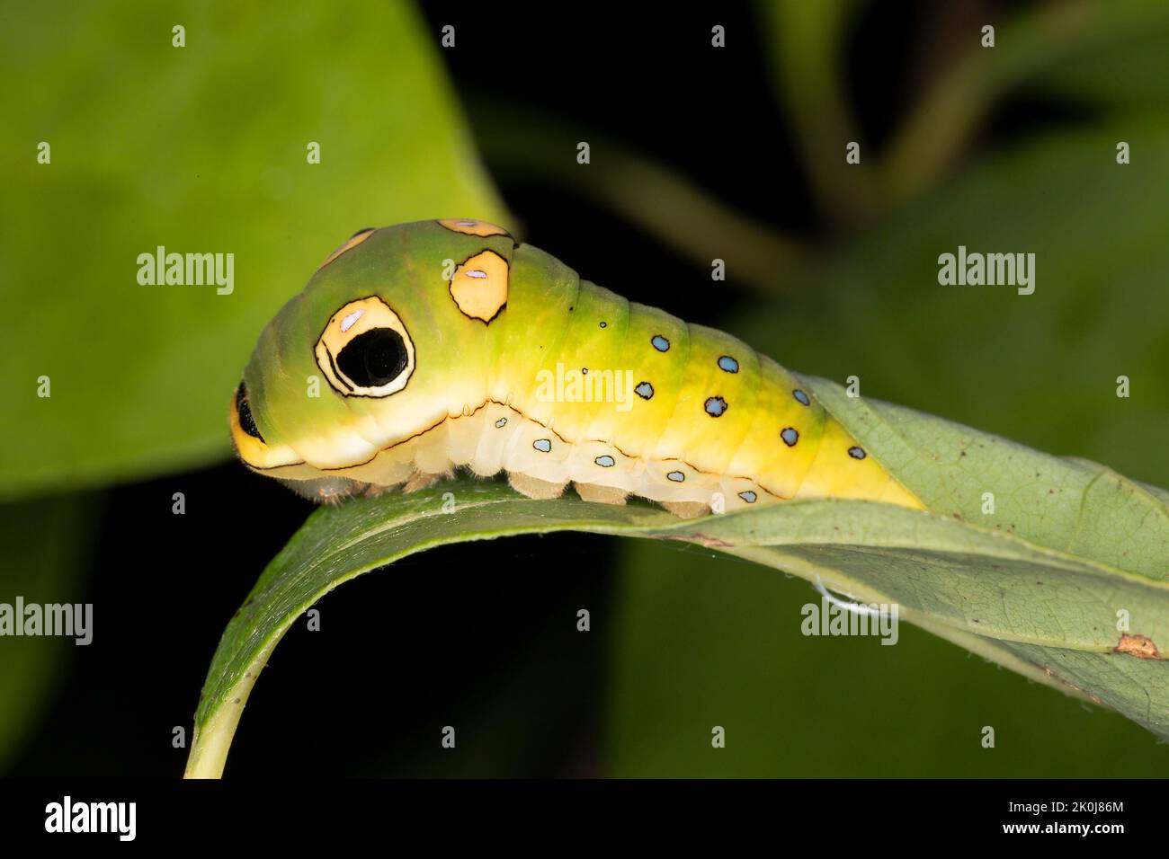 A master of mimicry, a Spicebush Butterfly larva (Papilio troilus ...