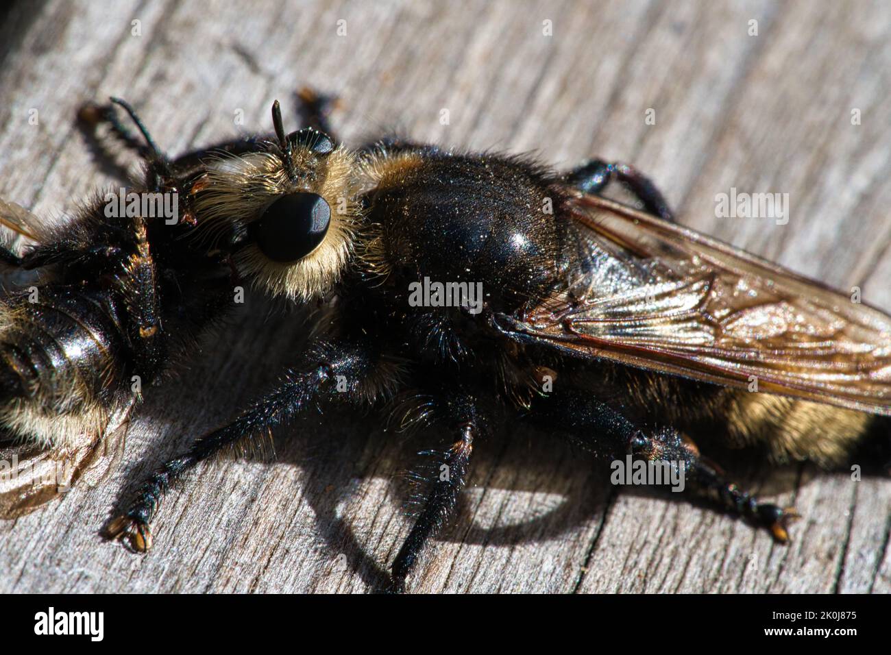 Robber fly beetle hi-res stock photography and images - Alamy