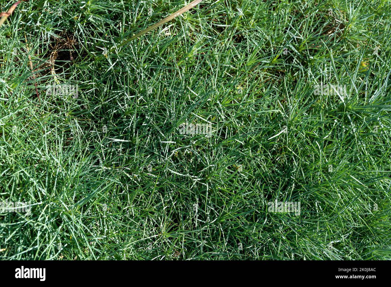 Dense carpet of green leaves of the mint clove plant Stock Photo - Alamy